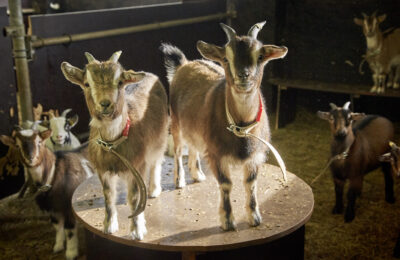 Goat Personality Traits and Their Importance in the Herd - Goat Journal